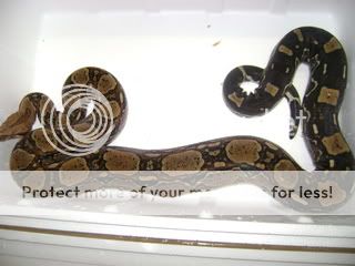 Square tail BCI | Reptile Forums