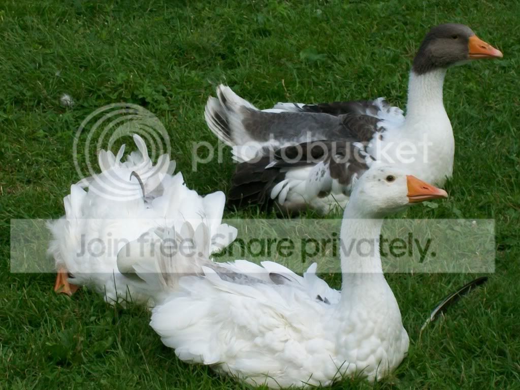 Sebastopol geese | BackYard Chickens - Learn How to Raise Chickens