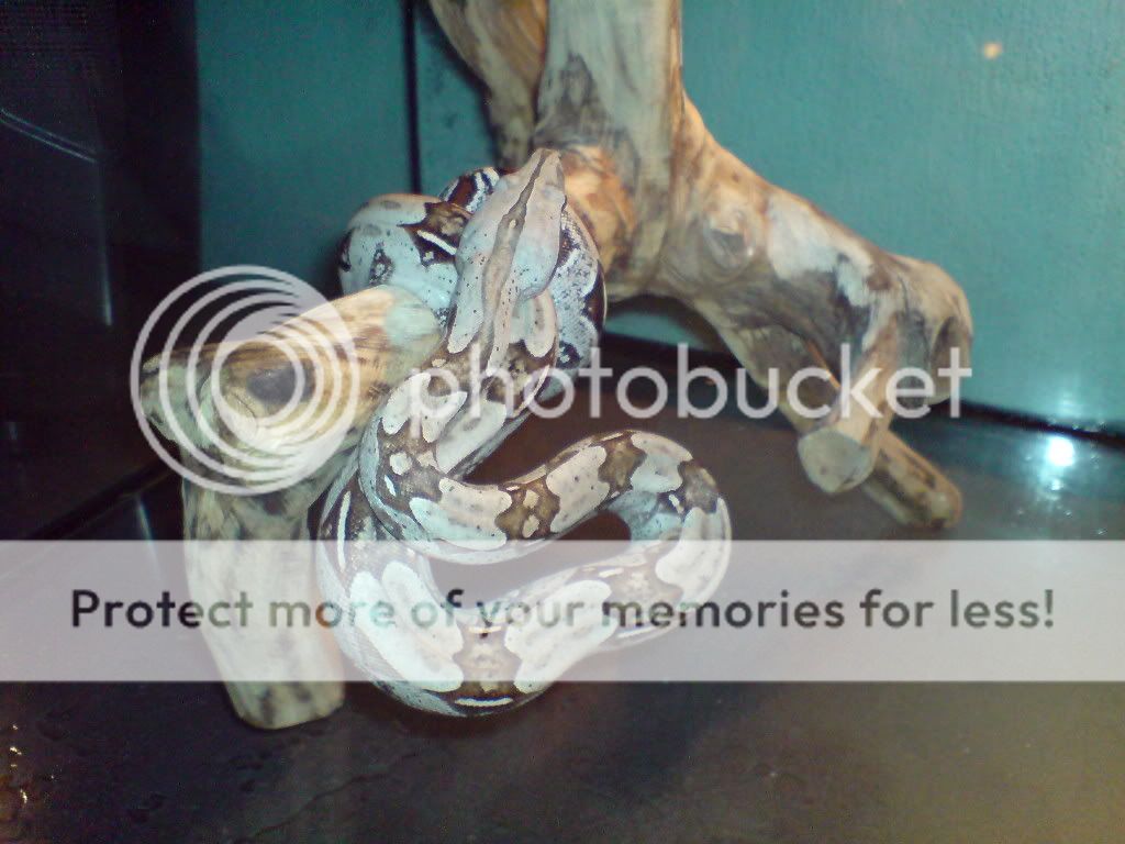 true guyana red tailed boa (derby) | Reptile Forums