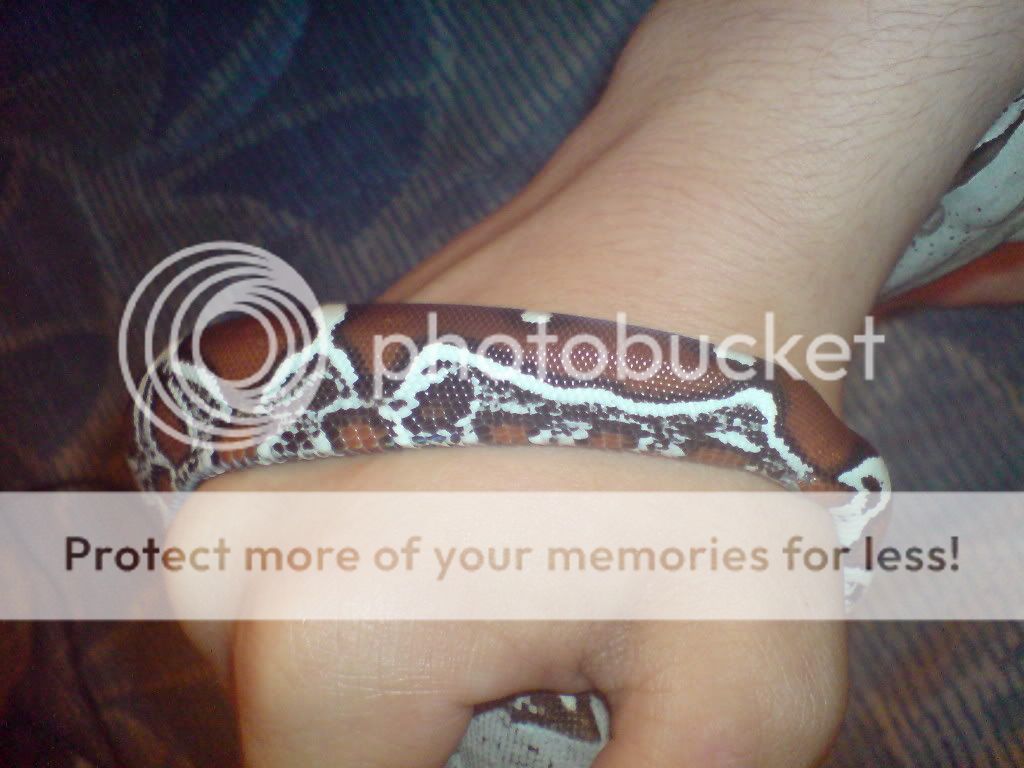 true guyana red tailed boa (derby) | Reptile Forums