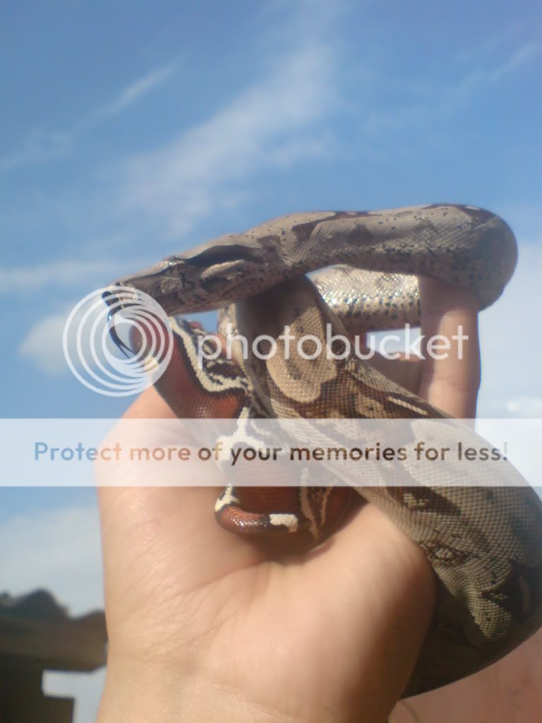 true guyana red tailed boa (derby) | Reptile Forums