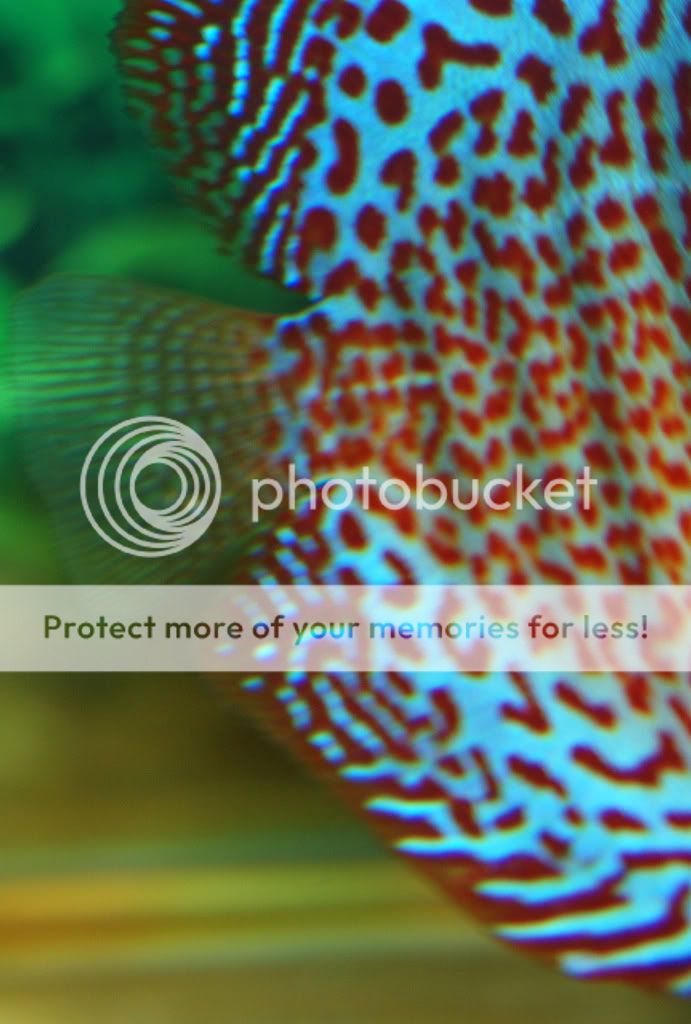 The spots on tail? - SimplyDiscus