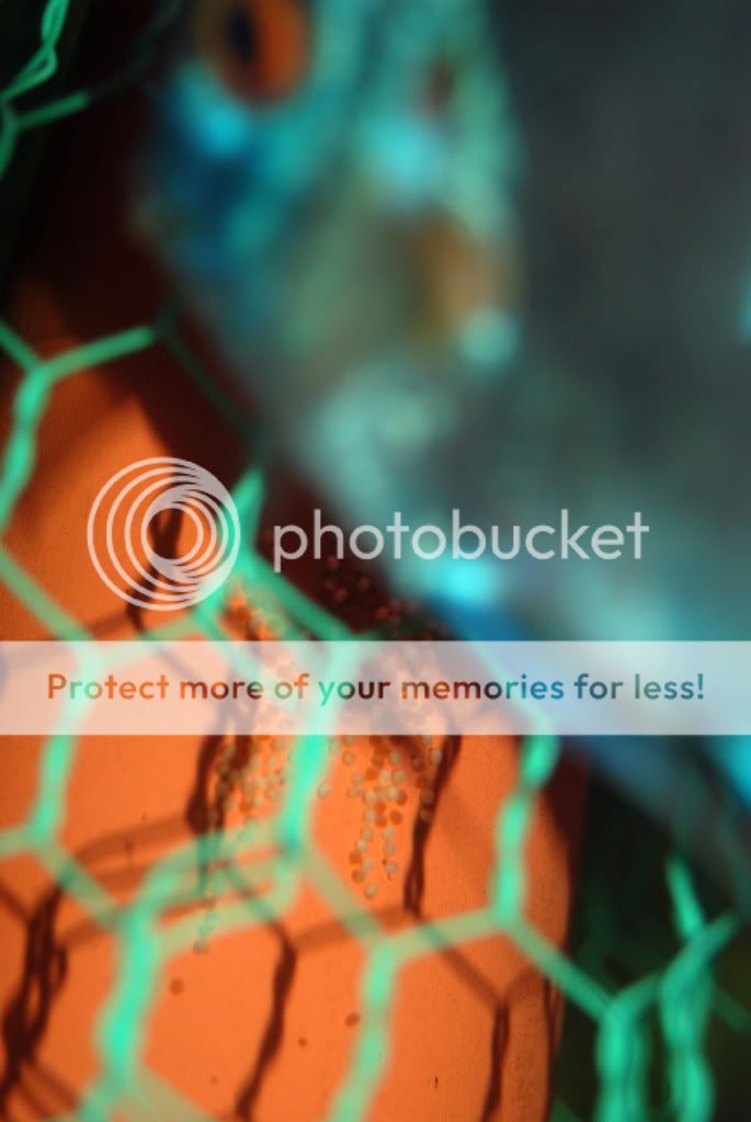 What are they? - SimplyDiscus