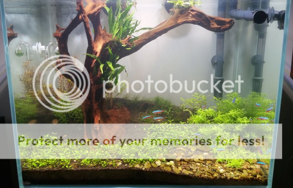 Algae below the substrate. Advice needed. | The Planted Tank Forum