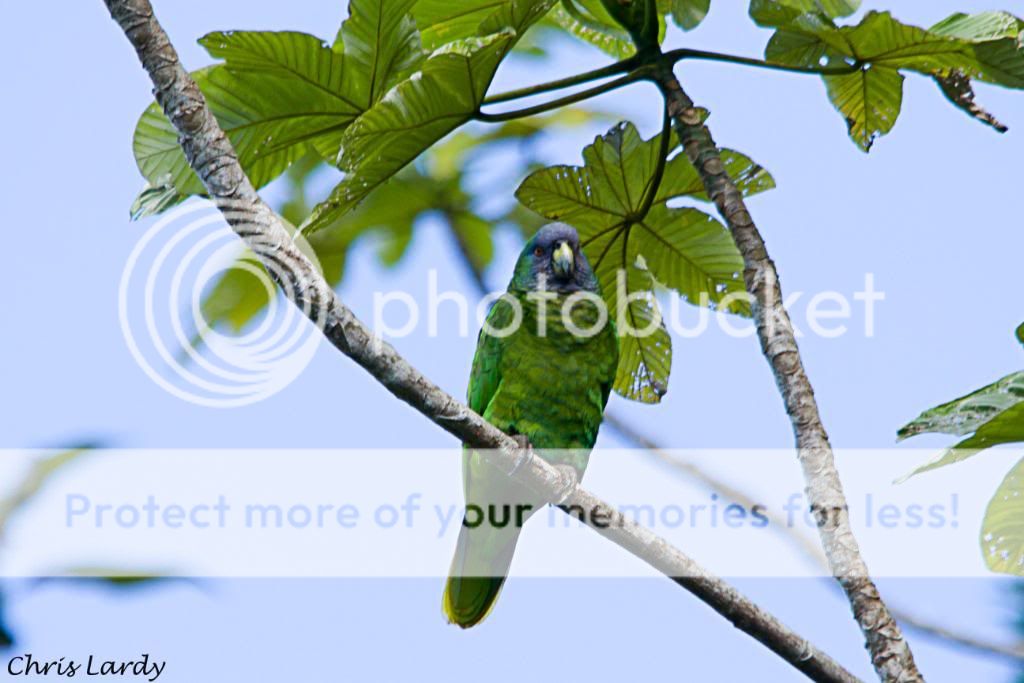 Pictures - Share your favorite rare parrot species | Avian Avenue ...