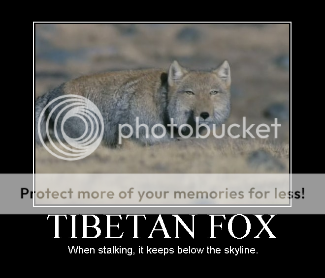 Tibetan Fox Photo by Tiskot | Photobucket